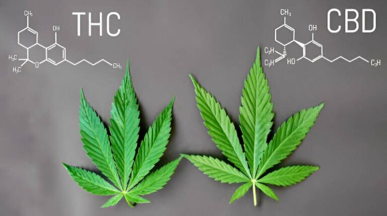 CBD vs. THC: Understanding the Key Differences, Benefits, and Legal Landscape - Breezy Magazine
